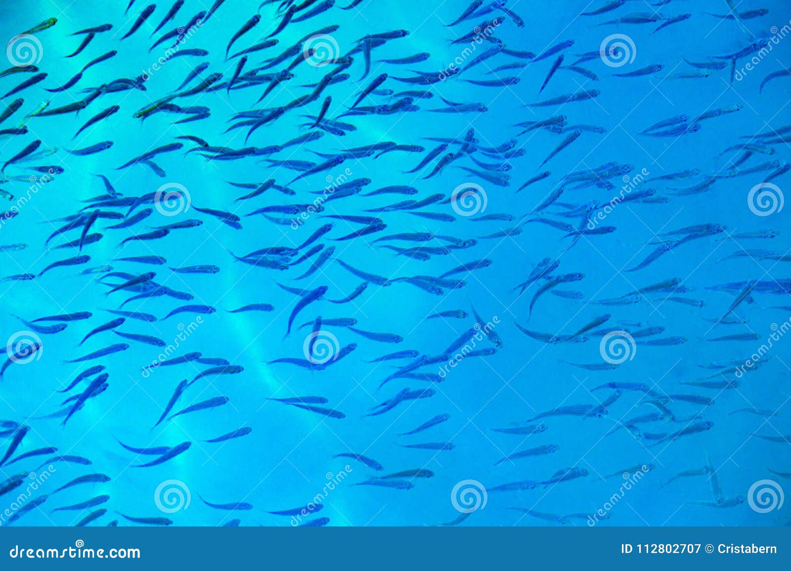 School of Fish in Turquoise Blue Water Stock Image - Image of ...
