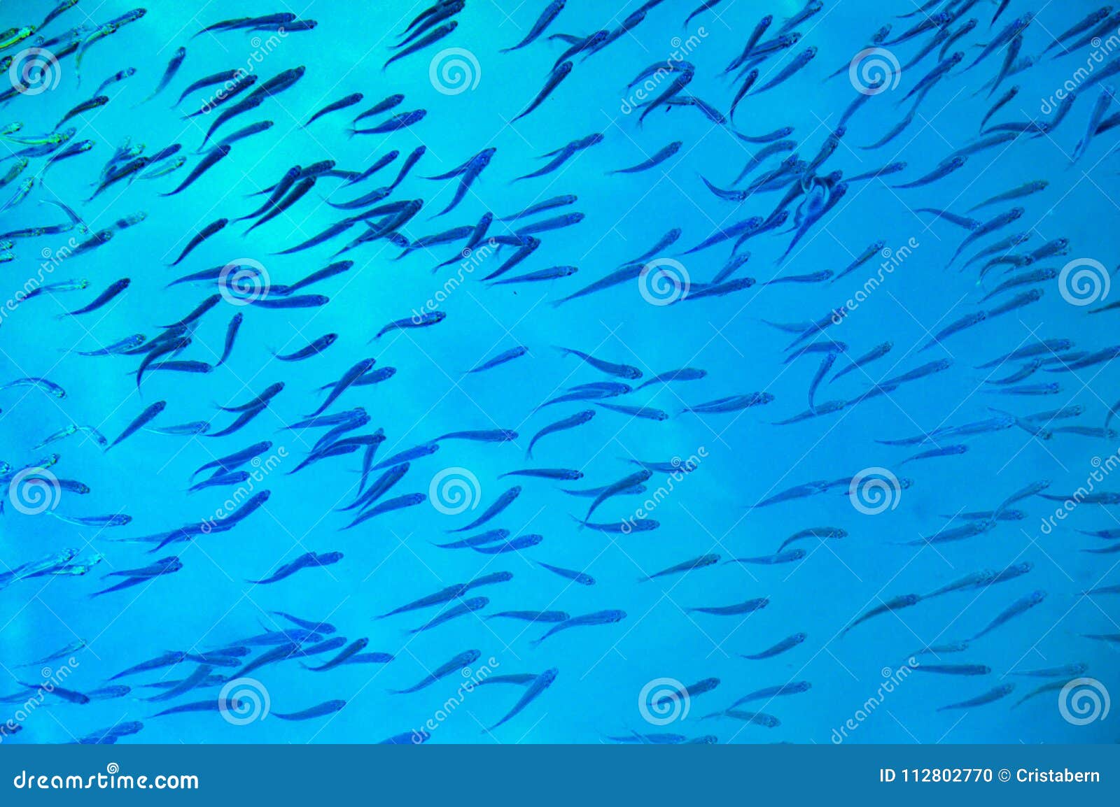 School of Fish in Turquoise Blue Water Stock Photo - Image of occurring ...