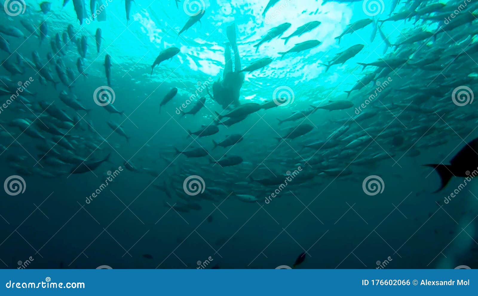 A School of Fish Under Water Stock Photo - Image of copy, divers: 176602066