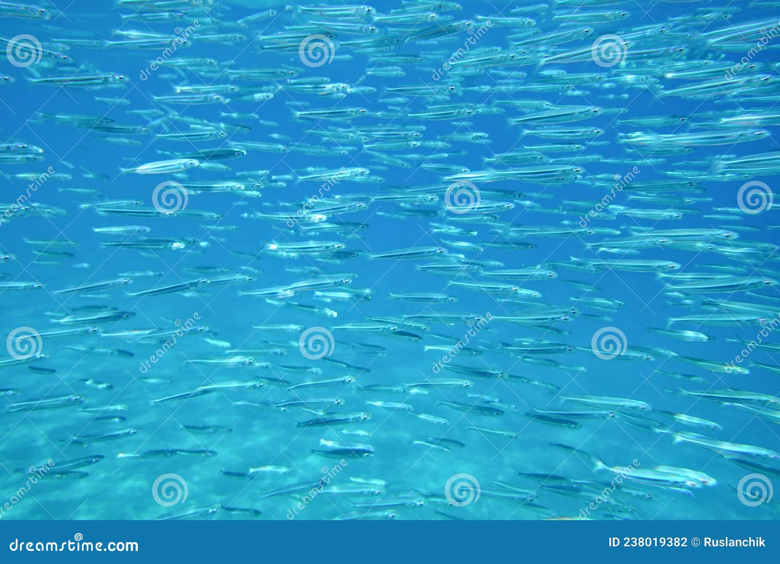 School of fish stock photo. Image of northern, freedom - 238019382