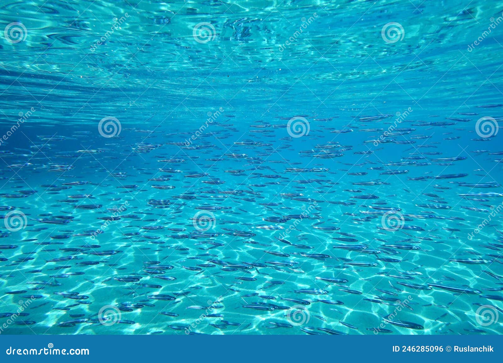 School of fish stock photo. Image of bottom, ocean, coral - 246285096