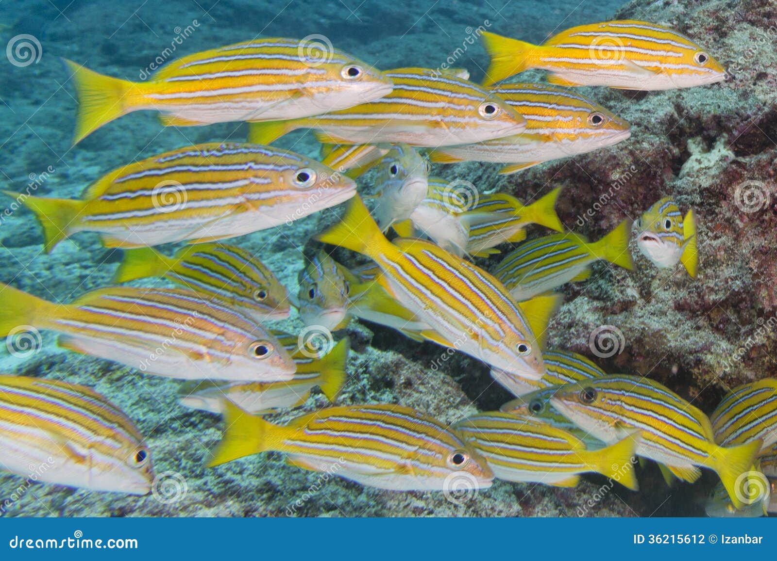 A School of Fish Underwater Stock Photo - Image of horizontal ...