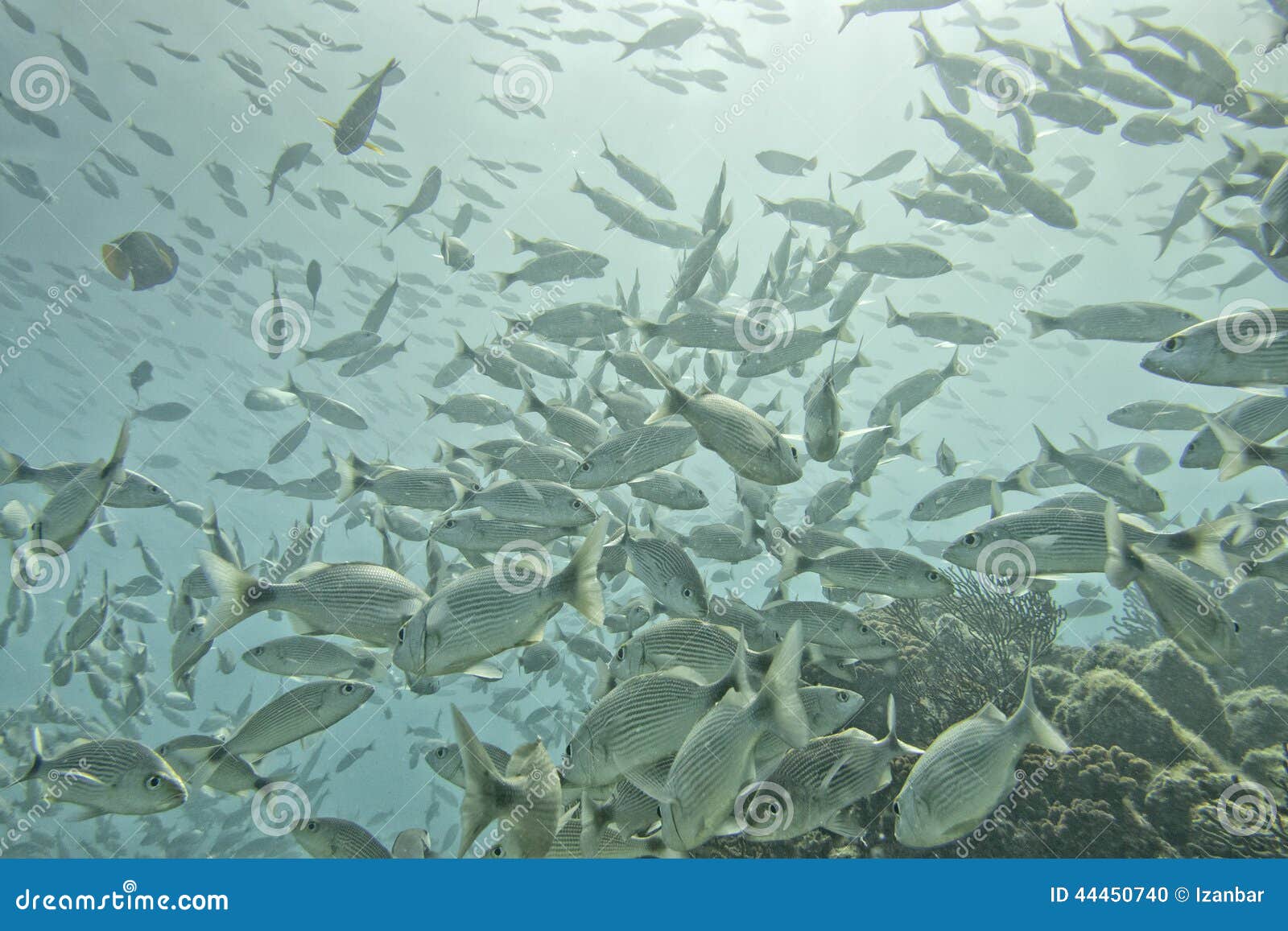 A School of Fish Underwater Stock Photo - Image of animal, seabass ...