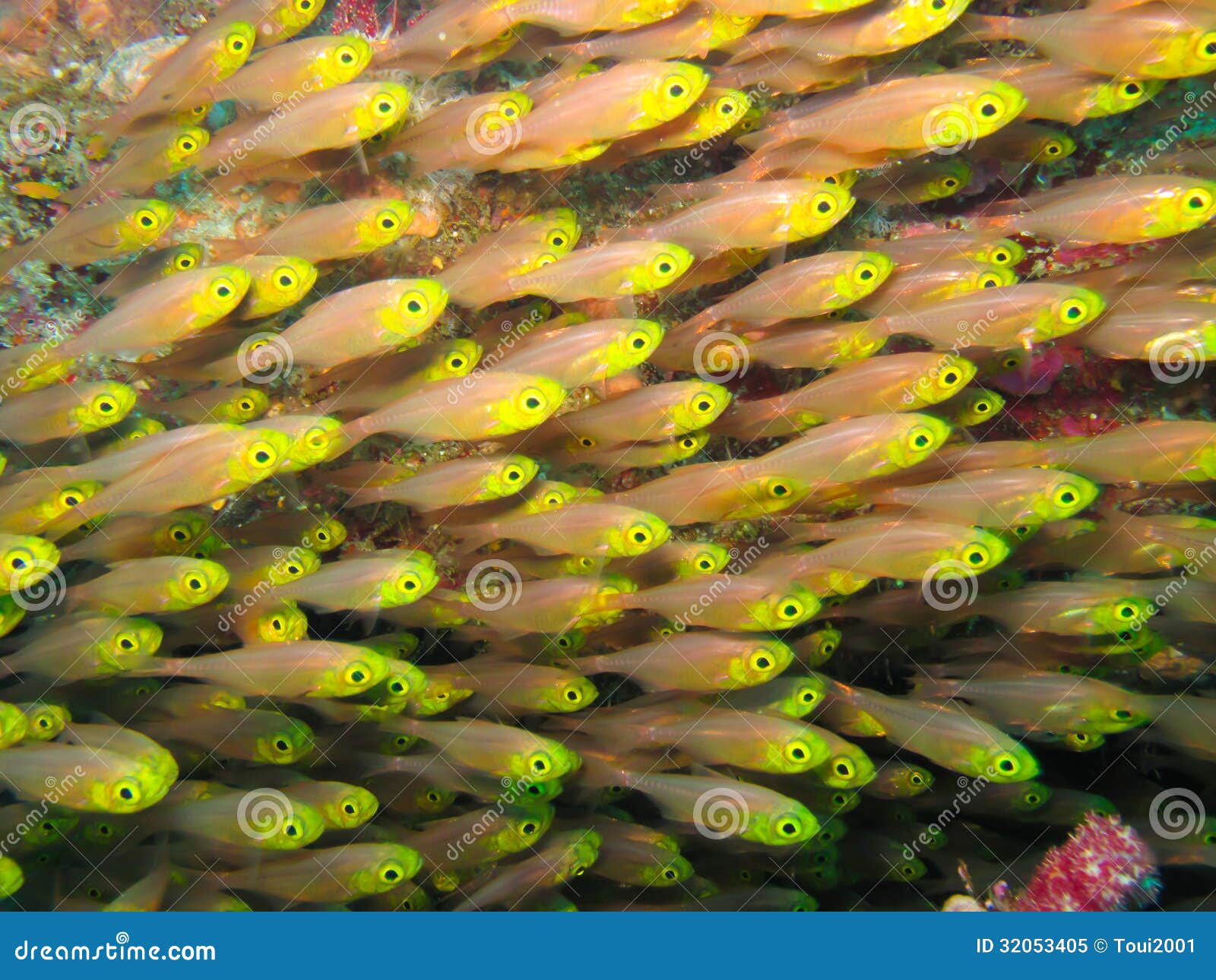 School fish stock image. Image of phuket, nature, scuba - 32053405
