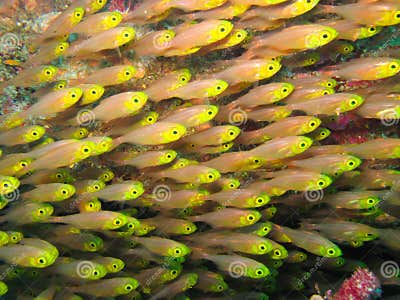 School fish stock image. Image of phuket, nature, scuba - 32053405