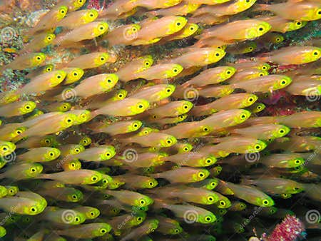 School fish stock image. Image of phuket, nature, scuba - 32053405