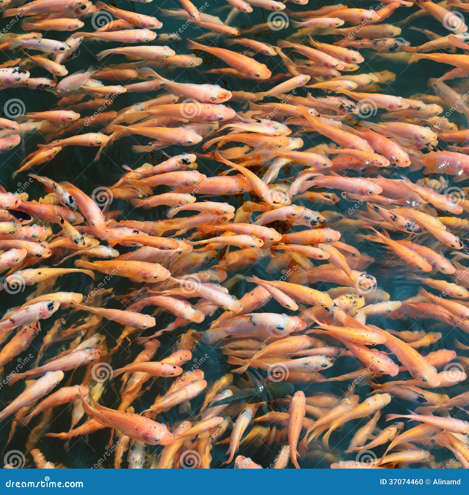 School of fish stock photo. Image of decoration, fishes - 37074460