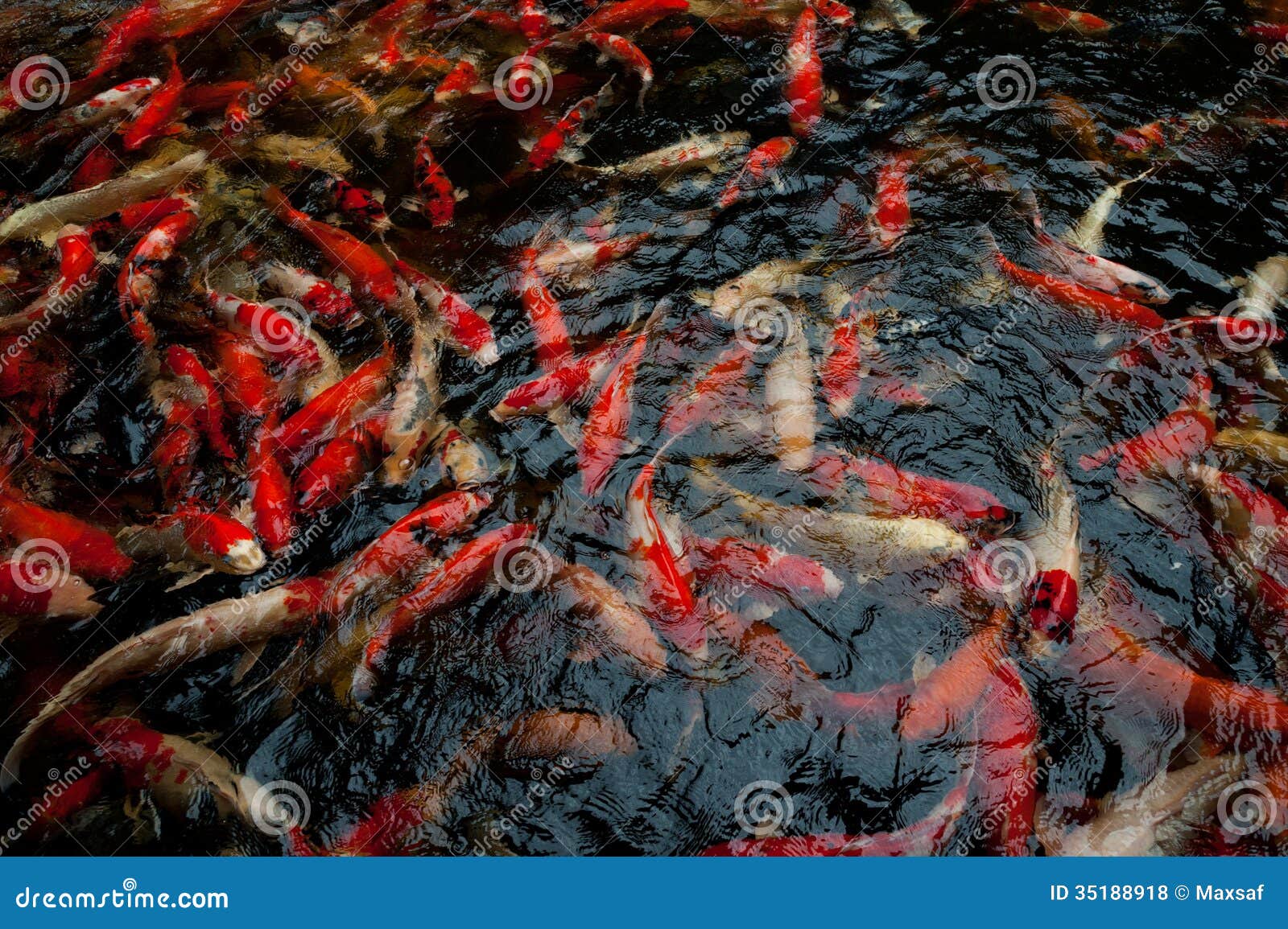 School of Fish in the Water Stock Photo - Image of leake, striped: 35188918