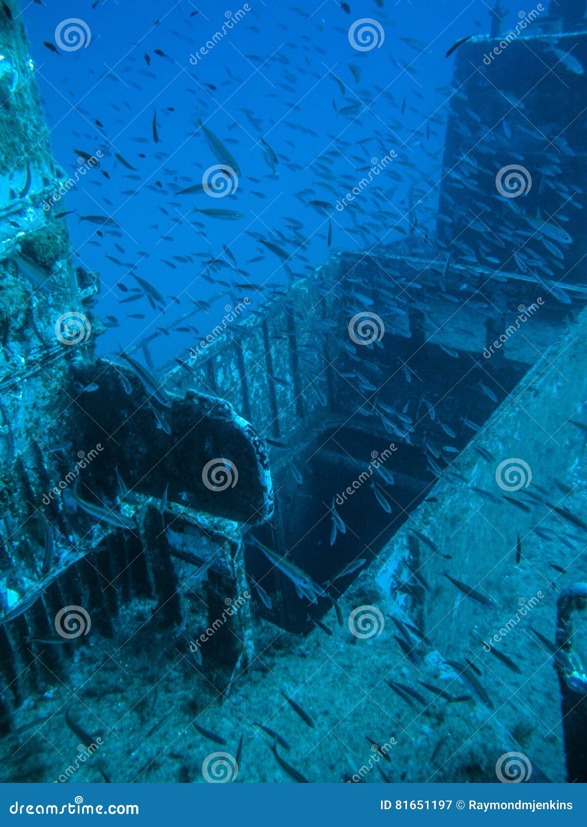 A School of Fish on a Wreck Stock Image - Image of shipwreck, divers ...