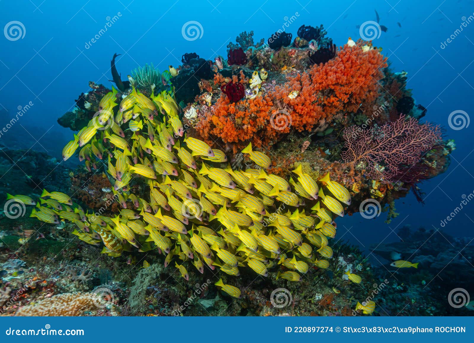 Lutjanus Quinquelineatus, Five-lined Snapper, Blue-striped Snapper ...