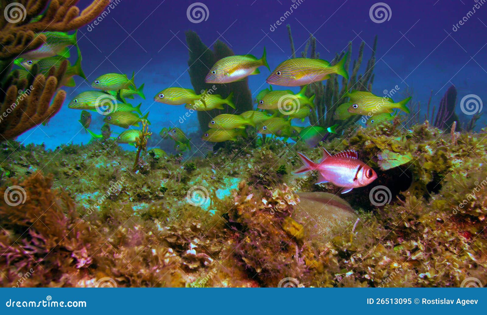 Lutjanus Quinquelineatus, Five-lined Snapper, Blue-striped Snapper ...