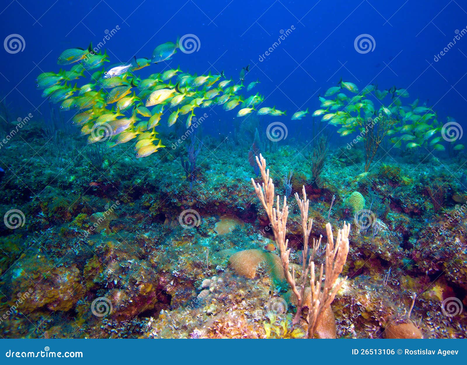 Lutjanus Quinquelineatus, Five-lined Snapper, Blue-striped Snapper ...