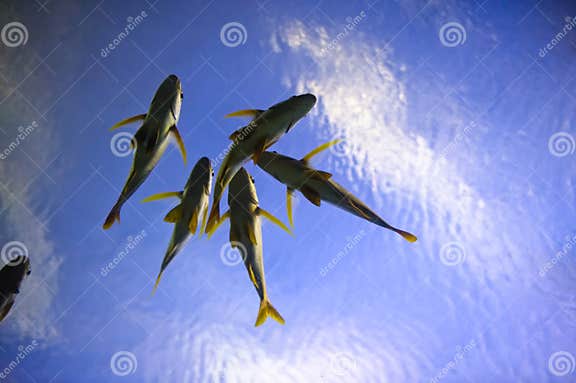 School of flying fish stock photo. Image of school, fins - 5030686