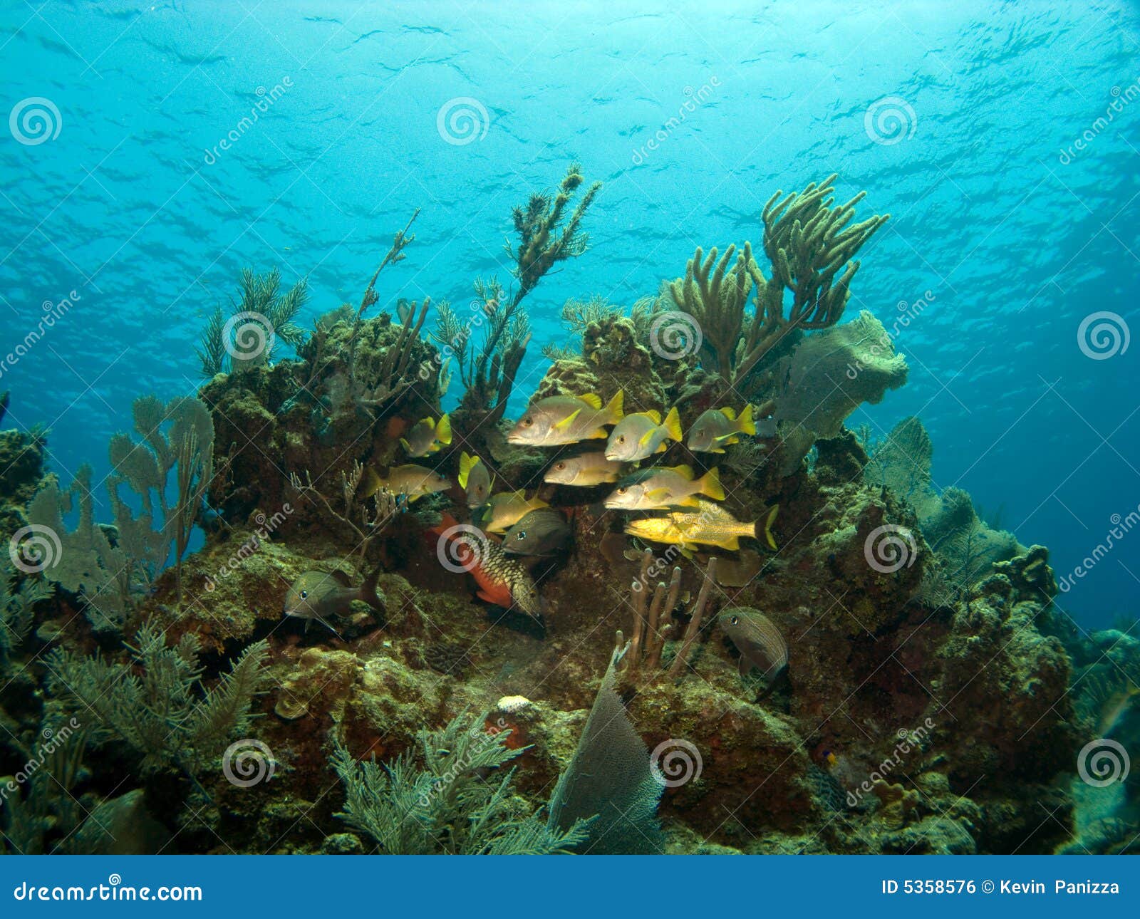 School of French Grunts with a Parrot Fish Stock Photo - Image of life ...