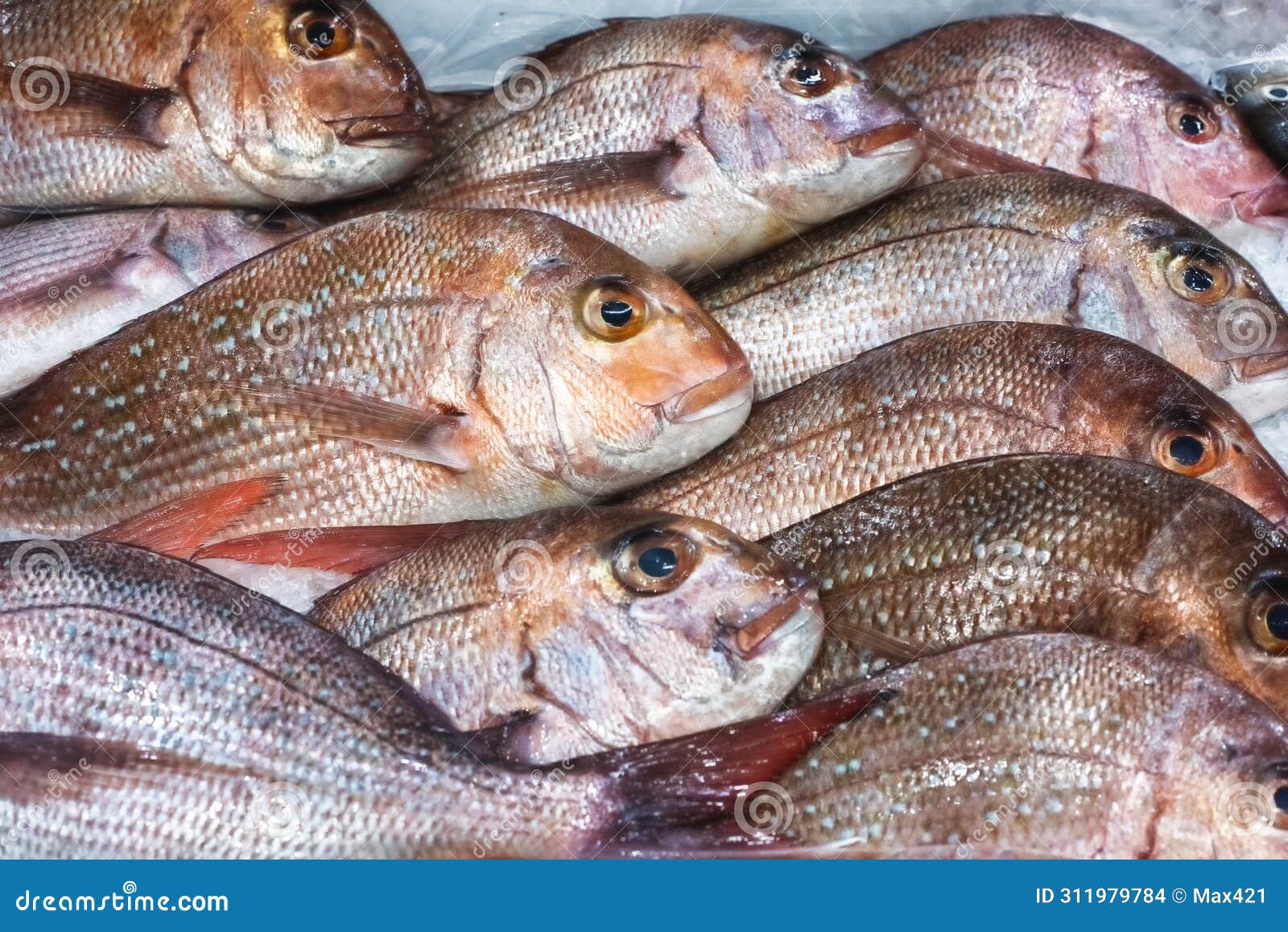 School of fresh Bream fish stock photo. Image of seafood - 311979784