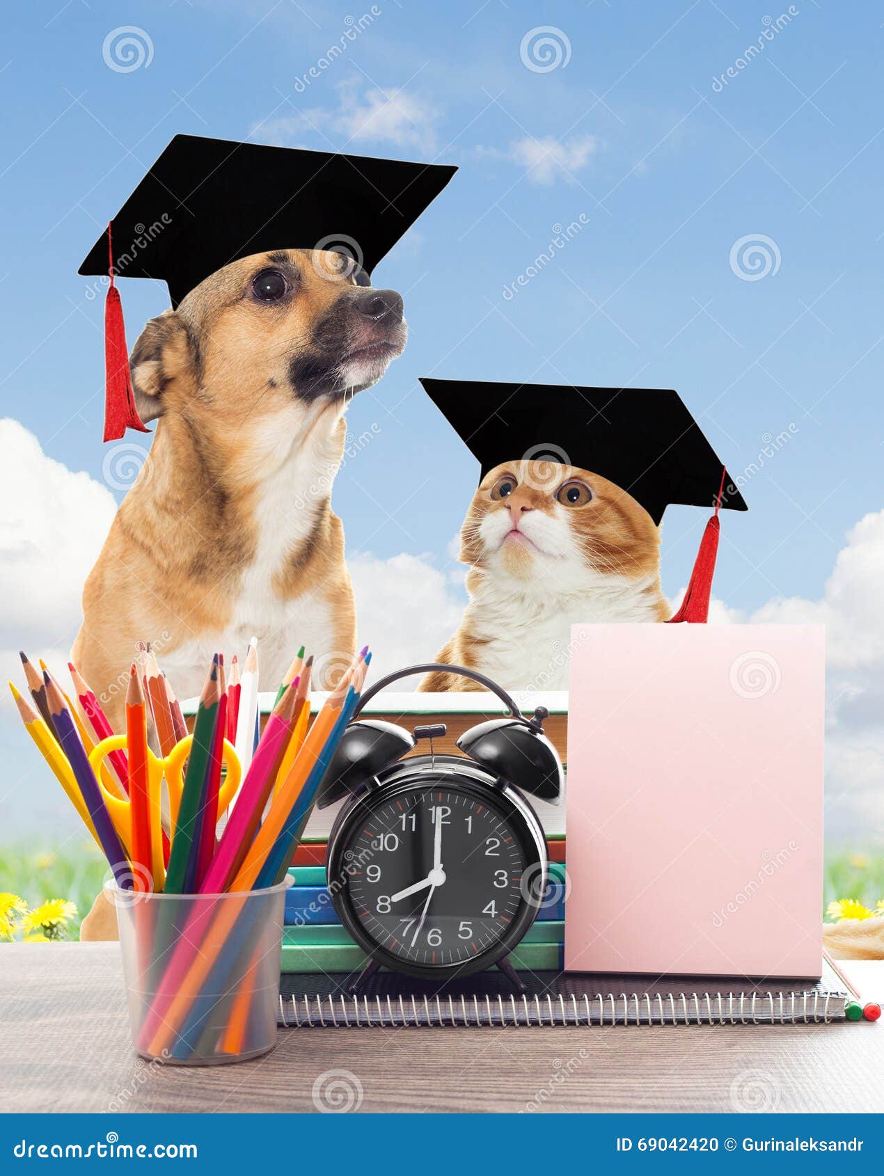 School and funny pets stock photo. Image of education - 69042420