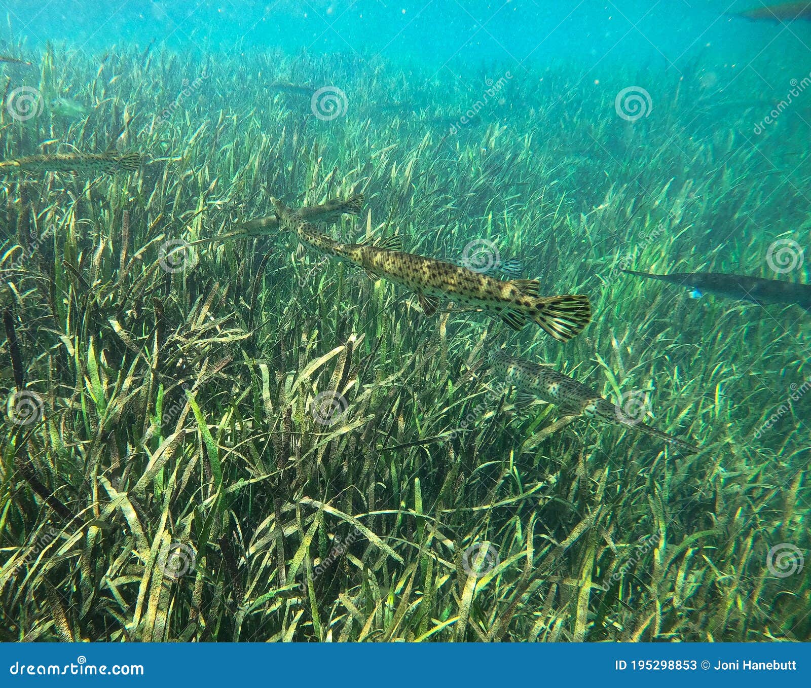A School of Gar Fish in Rainbow River Stock Image - Image of florida ...