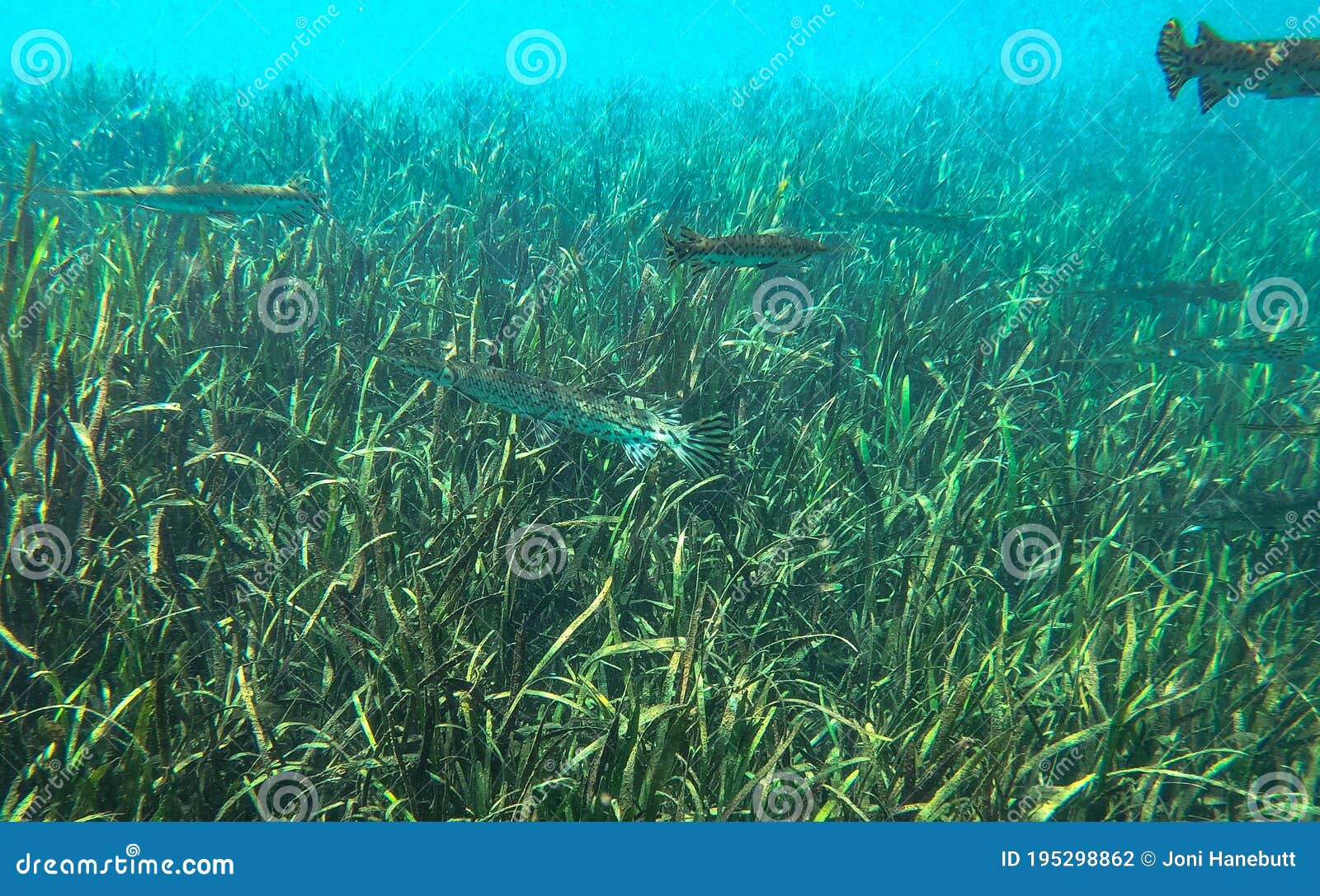 A School of Gar Fish in Rainbow River Stock Photo - Image of diver ...
