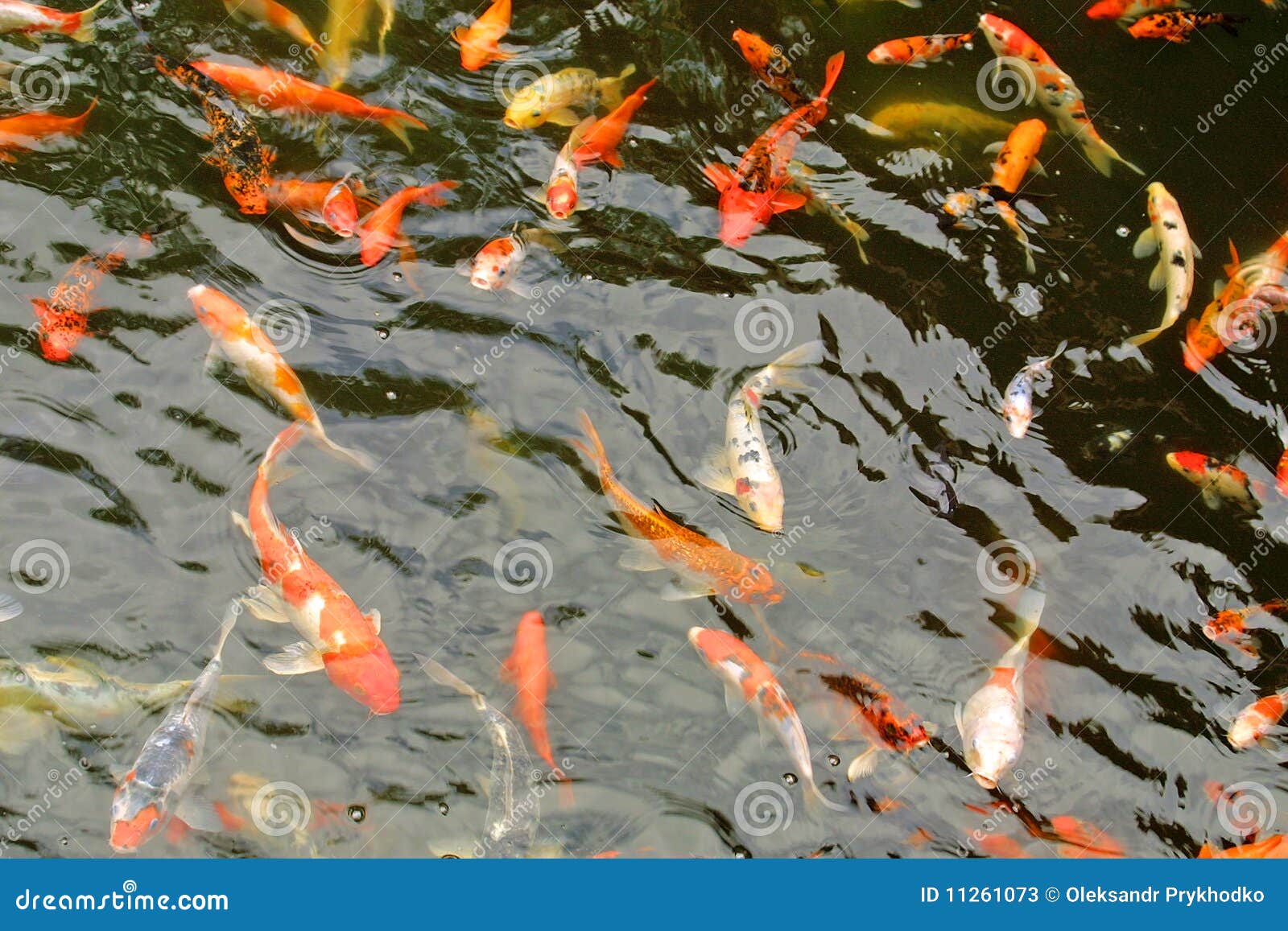 School of giant goldfish stock image. Image of swim, feeding - 11261073