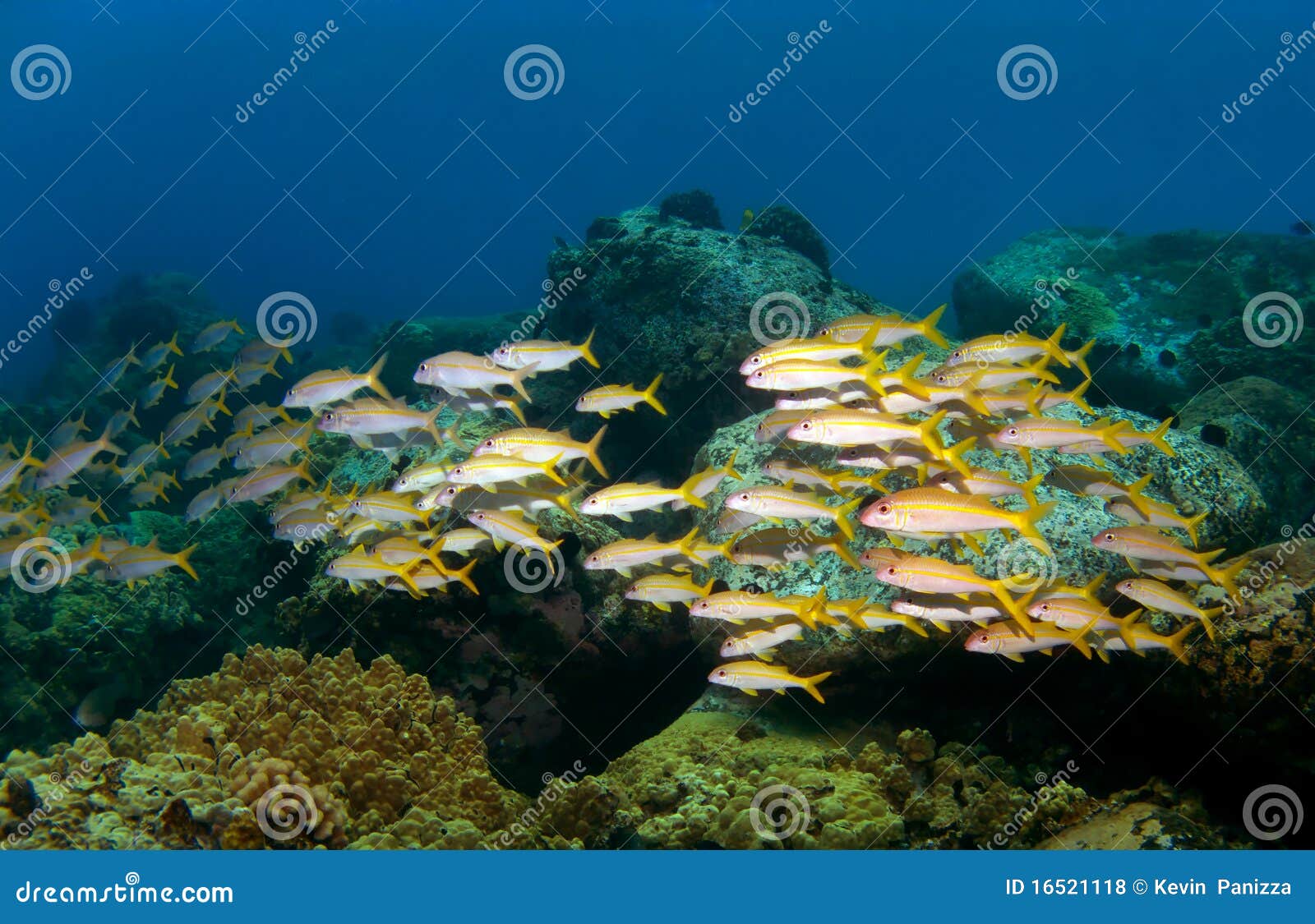 School of Goat Fish stock photo. Image of diving, hawaii - 16521118