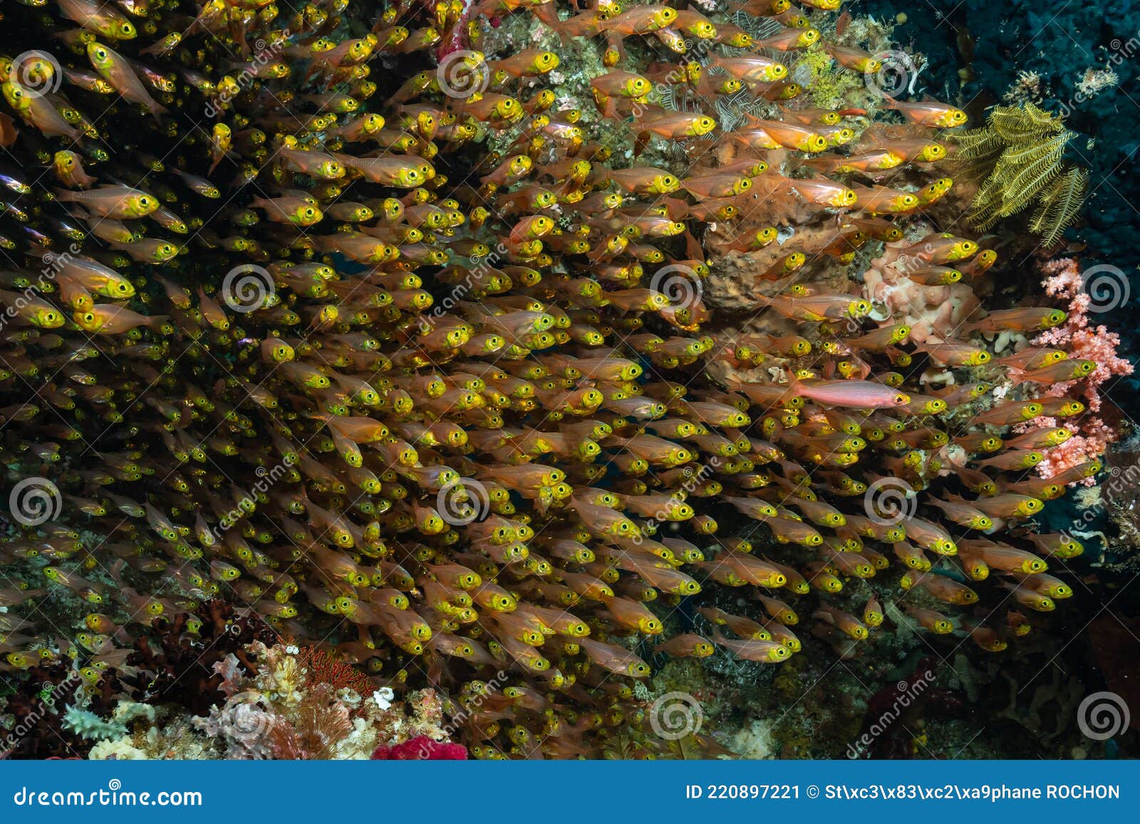 School of Golden Sweeper Fish in Cave Stock Image - Image of animal ...