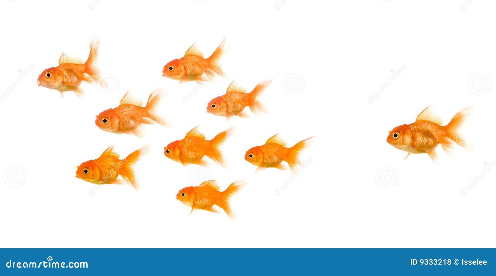 School of Goldfish stock photo. Image of animals, group - 9333218