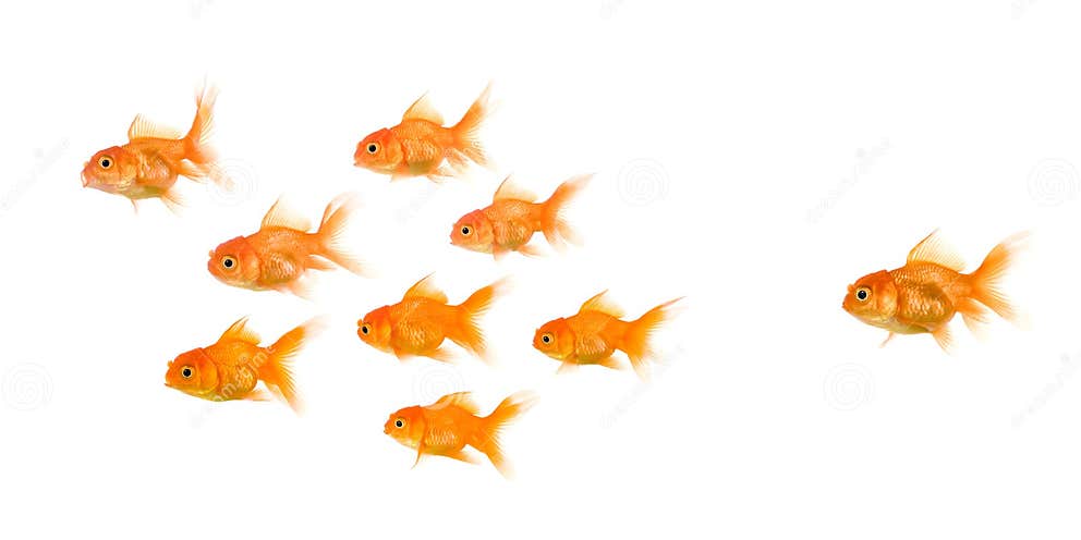 School of Goldfish stock photo. Image of animals, group - 9333218