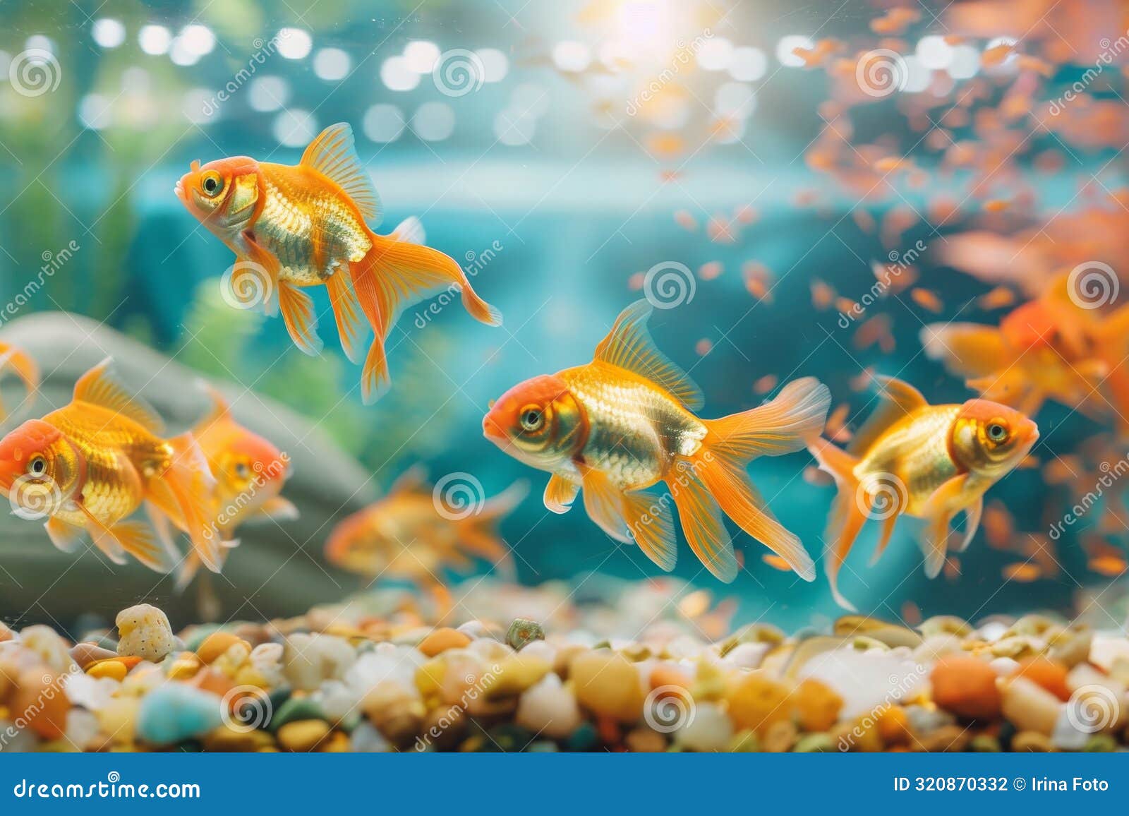 School of Goldfish Swimming in an Aquarium Stock Photo - Image of ...
