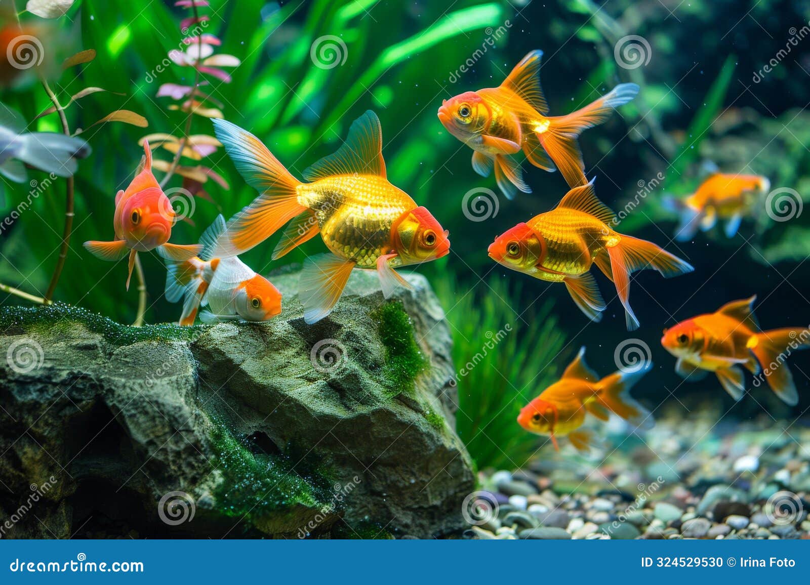 School of Goldfish Swimming in an Aquarium Stock Photo - Image of ...
