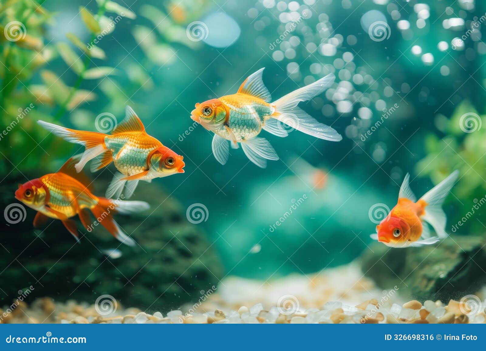 School of Goldfish Swimming in an Aquarium Stock Photo - Image of fins ...