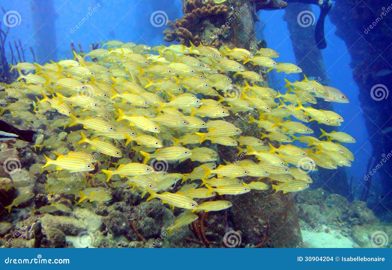 School of grunts fish stock photo. Image of pier, group - 30904204
