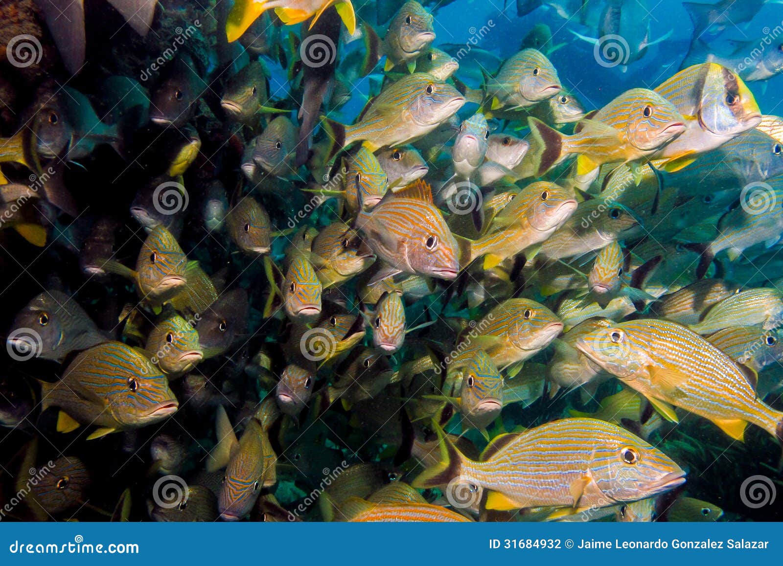 School of Grunts and Snapper Stock Photo - Image of fins, biosphere ...