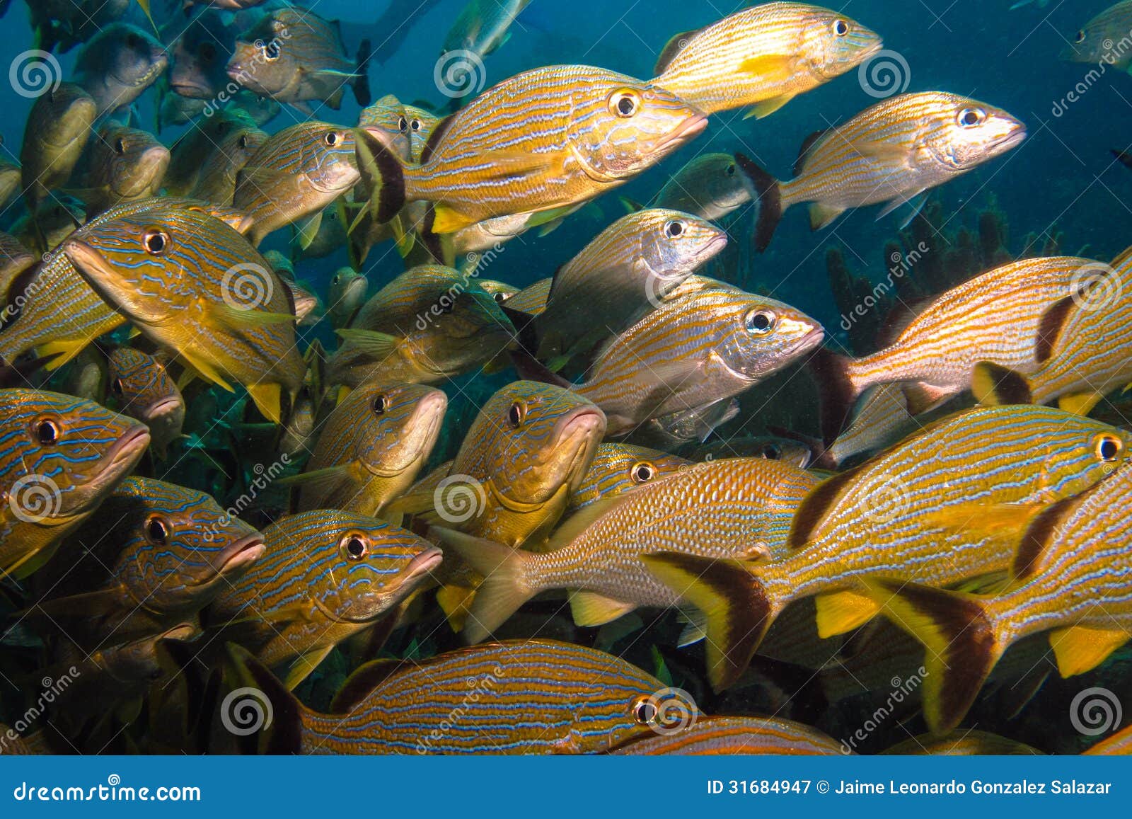 School of Grunts and Snapper Stock Image - Image of french, aggregation ...