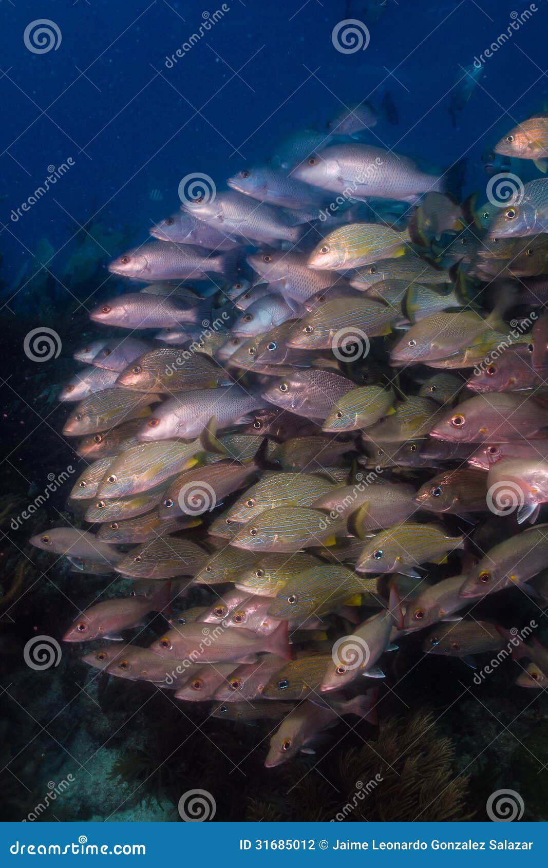 School of Grunts and Snapper Stock Photo - Image of atlantic, diving ...