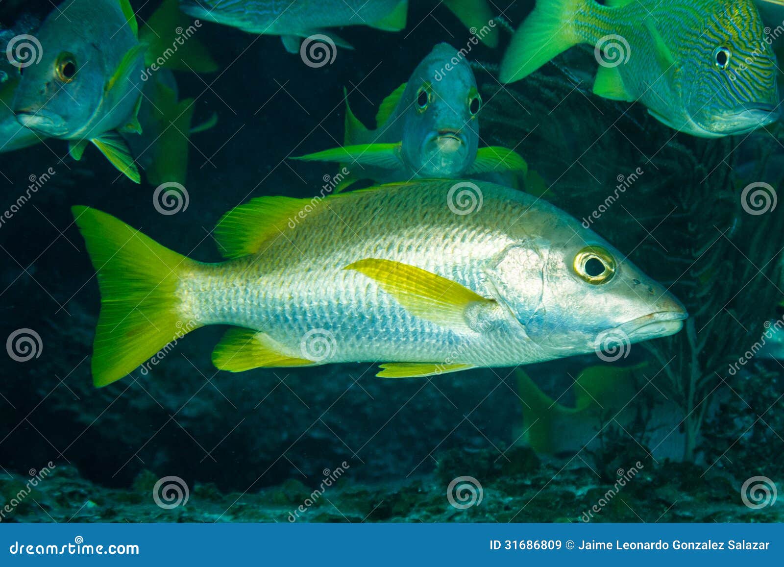 School of Grunts and Snapper Stock Image - Image of golden, biosphere ...
