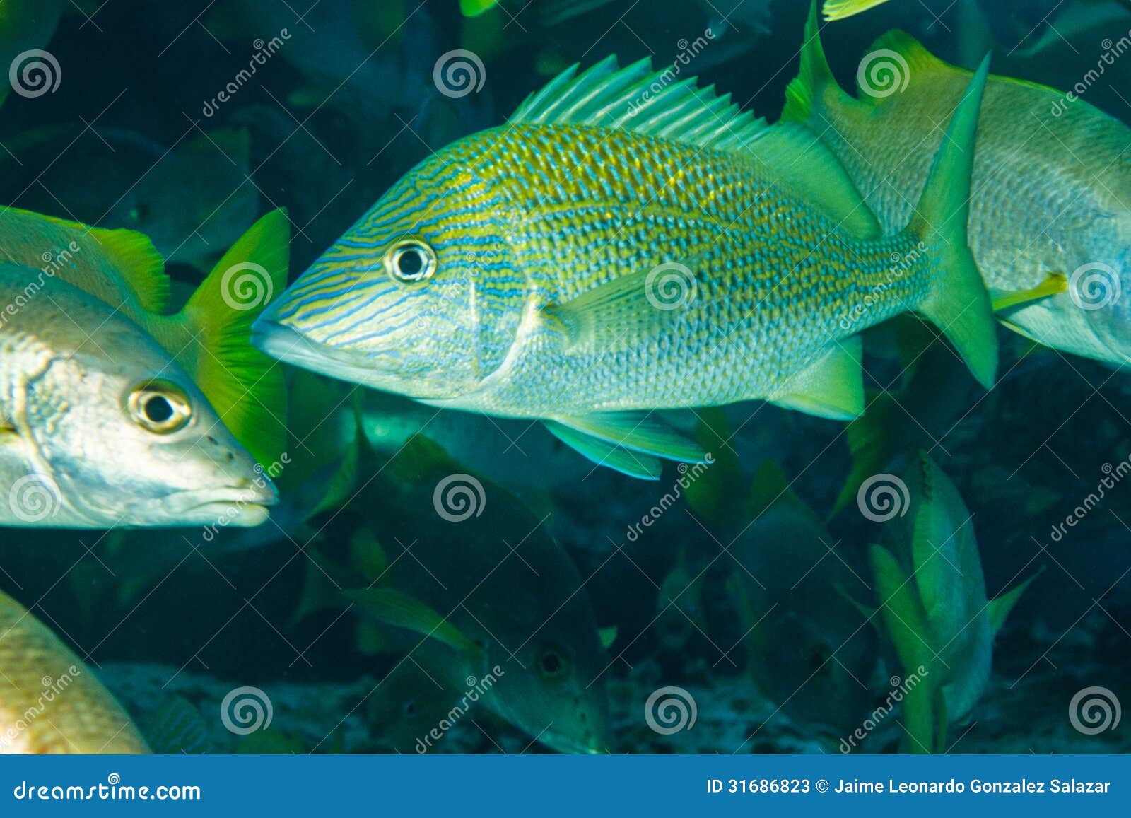 School of Grunts and Snapper Stock Image - Image of bonaire, coral ...