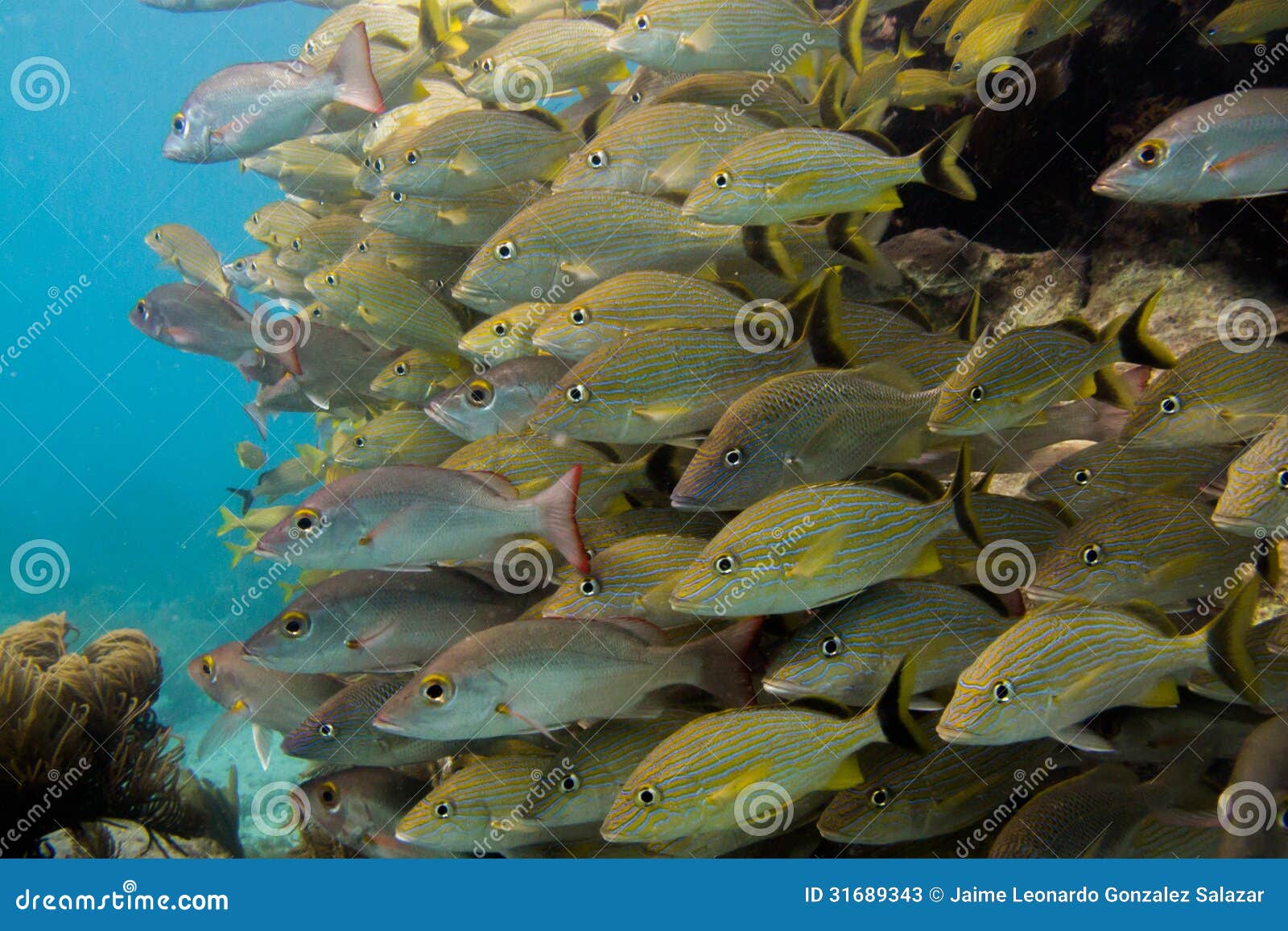 School of Grunts and Snapper Stock Image - Image of barrier, bonaire ...