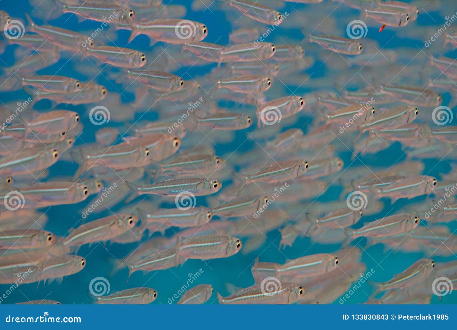 School of Hardyhead Silversides Stock Image - Image of reef, coral ...