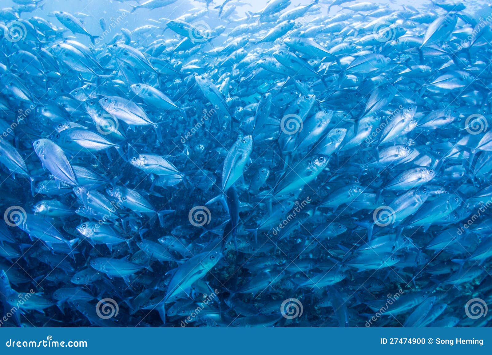 School of jack fish stock photo. Image of destination - 27474900