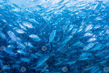 School of jack fish stock photo. Image of destination - 27474900