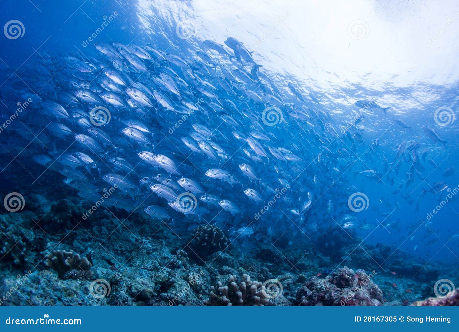 Jack Fish Royalty-Free Stock Image | CartoonDealer.com #11504488