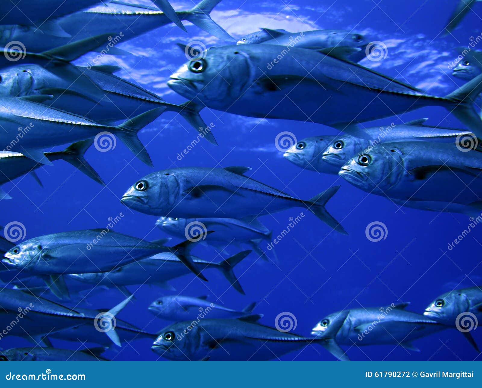 School of Jack fish stock photo. Image of jack, ocean - 61790272