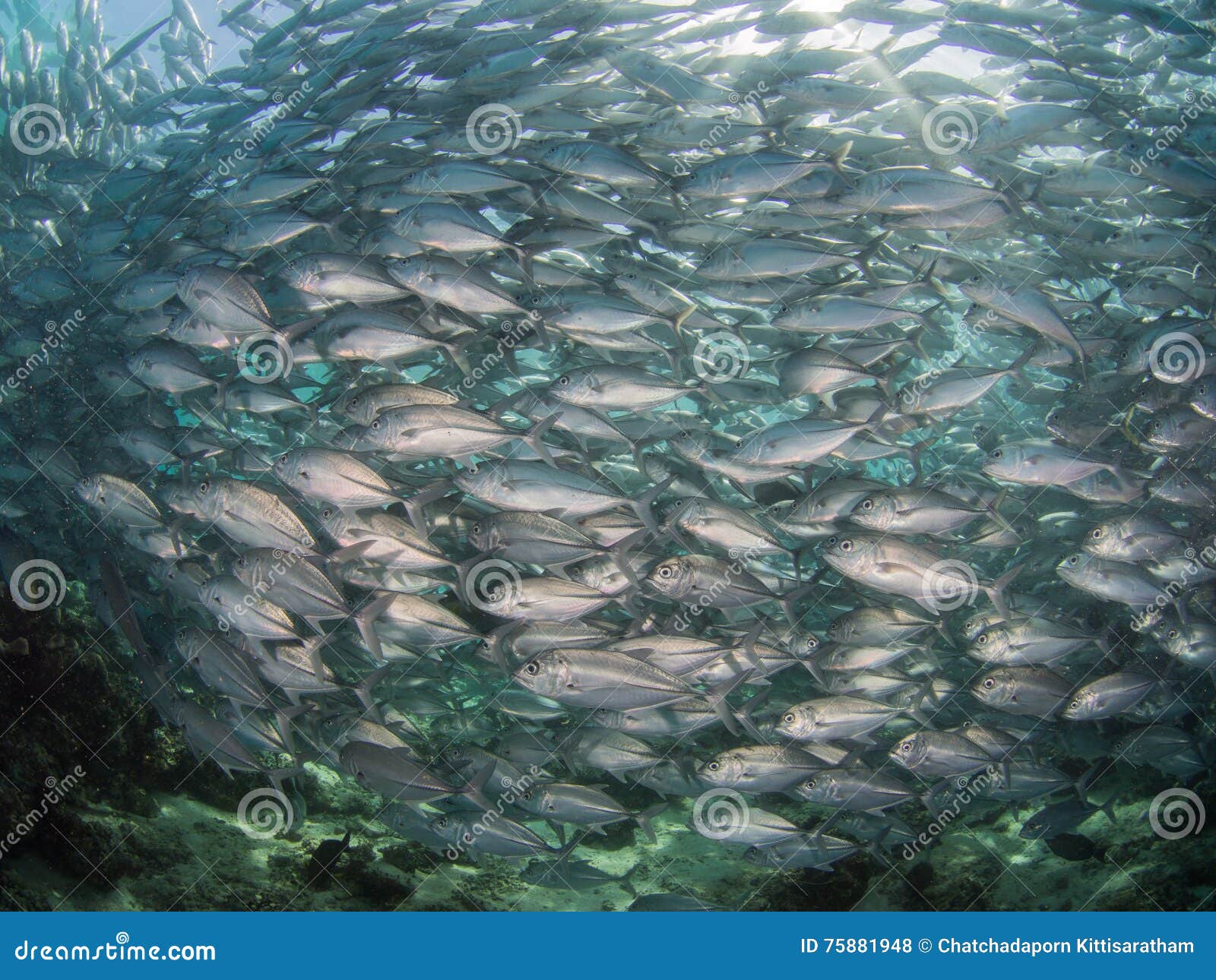 School of jack fish stock photo. Image of asia, group - 75881948