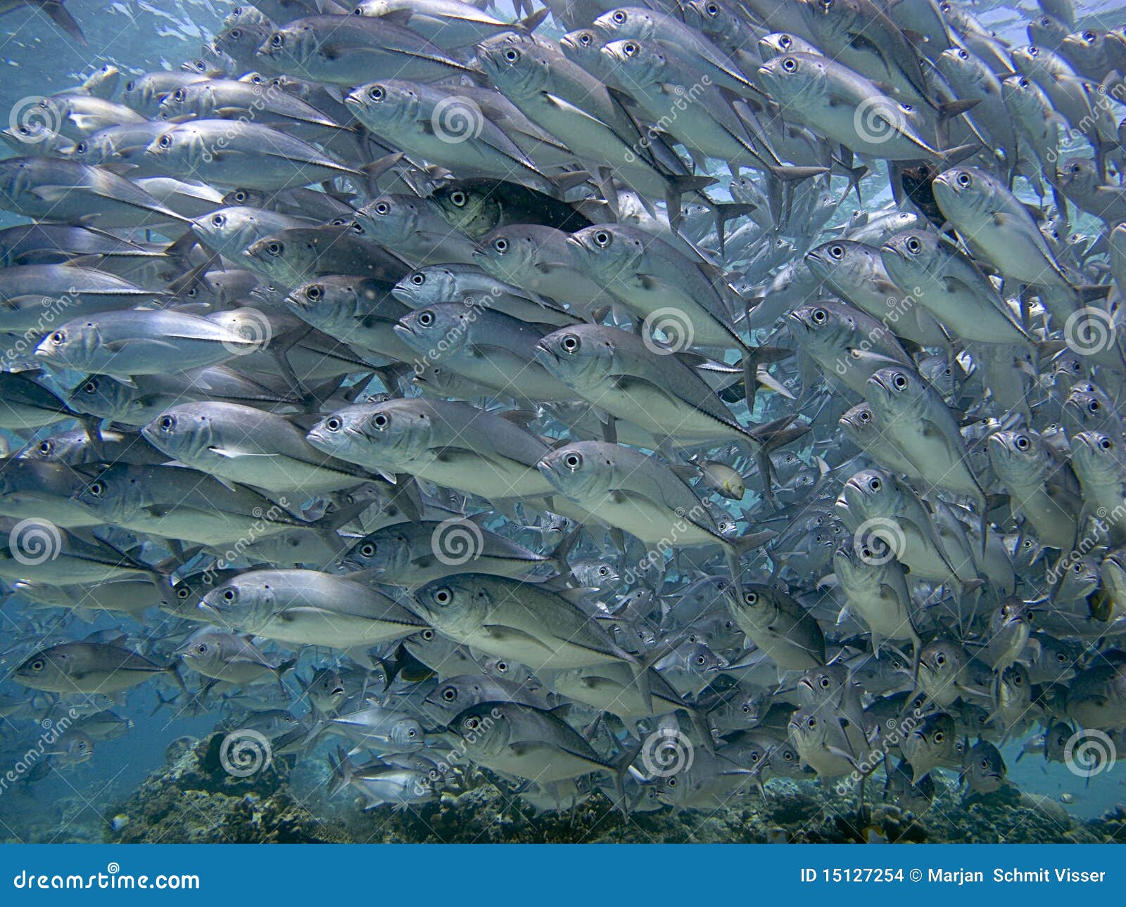 School of Jacks stock photo. Image of sealife, saltwater - 15127254