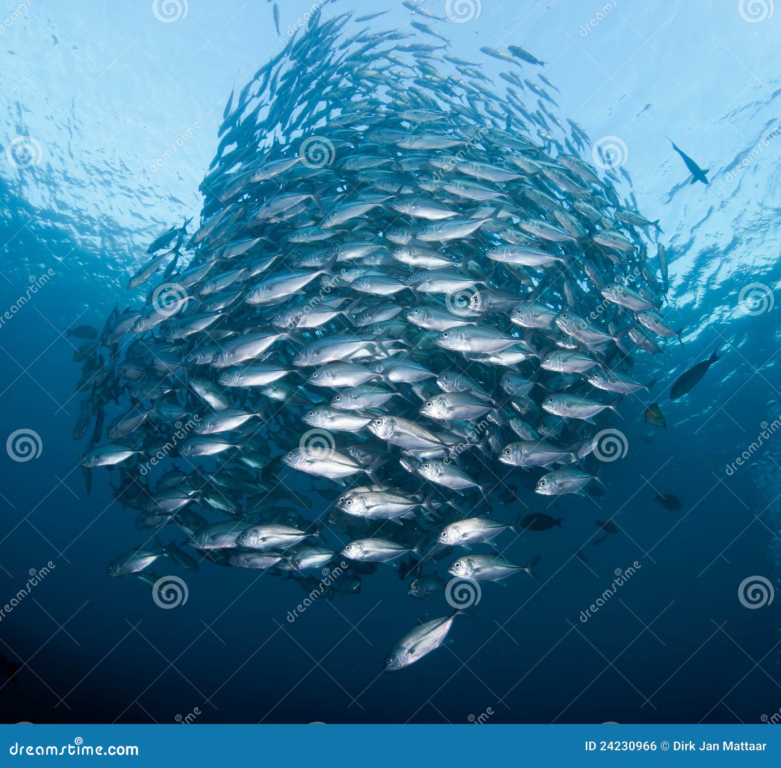 School of Jacks stock photo. Image of fish, blue, liberty - 24230966