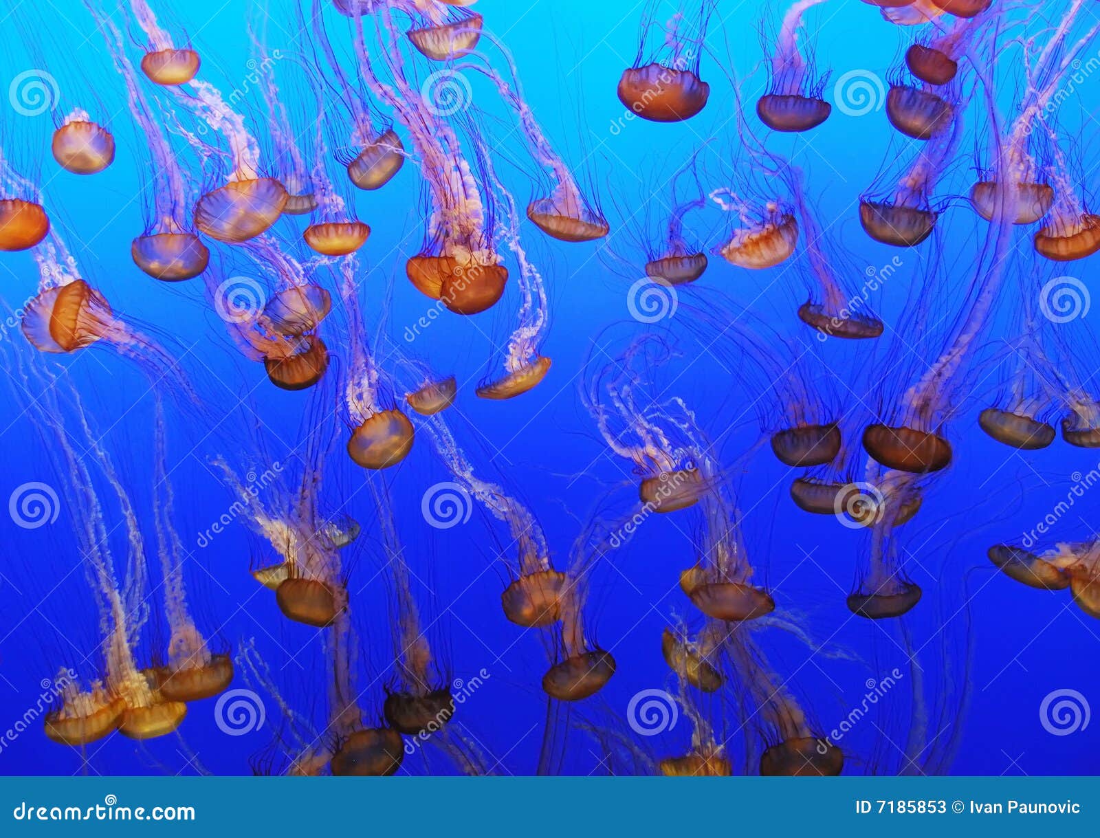 School of jellyfish stock image. Image of aquarium, orange - 7185853