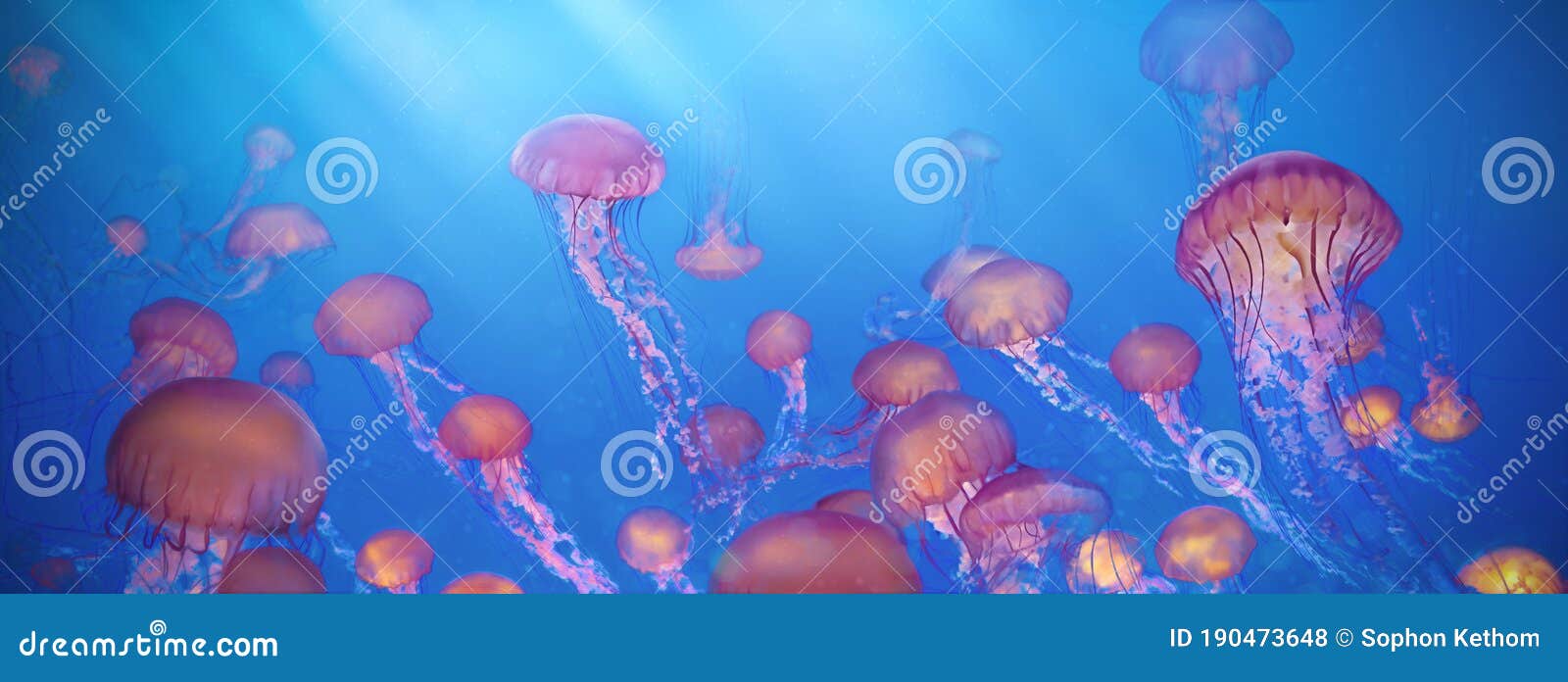 School of Jellyfish, Sea Nettle Stock Photo - Image of fish, pacific ...