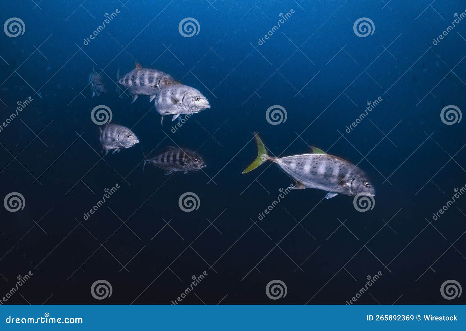 School of Kingfish Tuna Swimming Underwater Stock Image - Image of ...