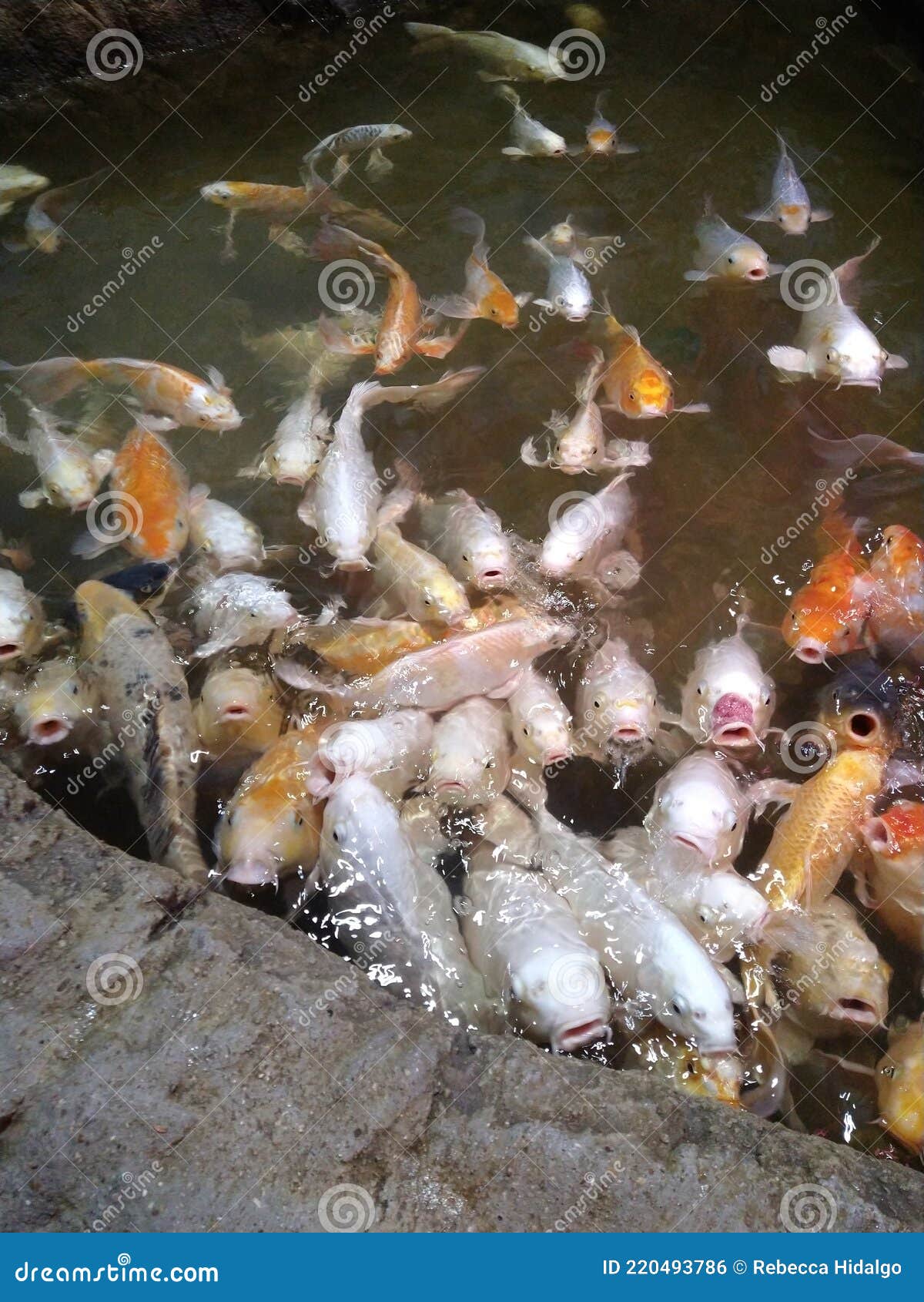 School of koi fish stock photo. Image of amphibian, underwater - 220493786
