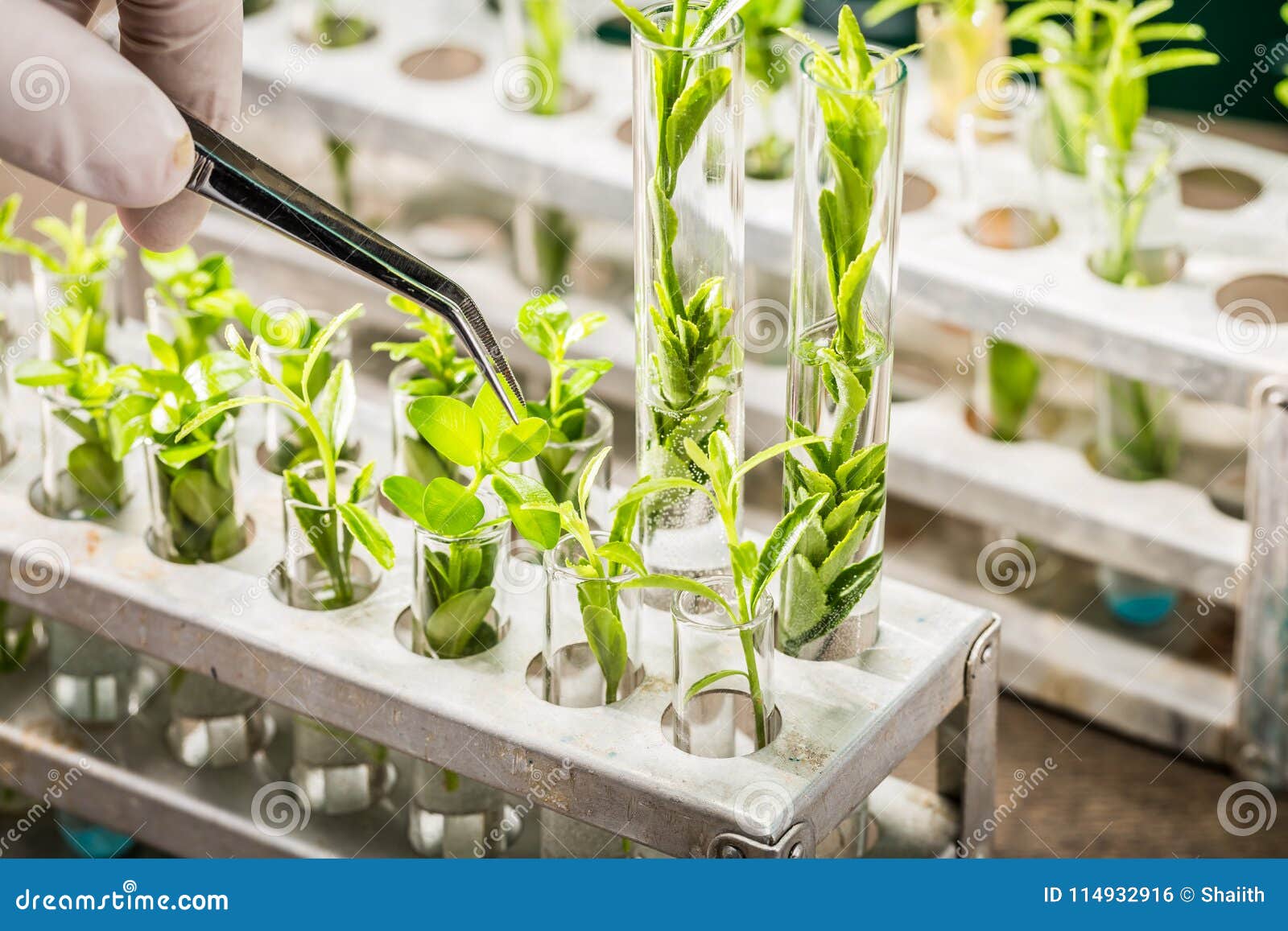 School Lab Exploring New Methods of Plant Breeding Stock Photo - Image ...